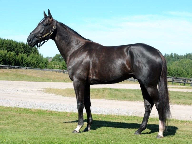 Nuncio (US) - Star Breeding